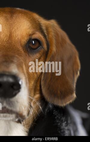 detail of mongrel dog s face Stock Photo - Alamy