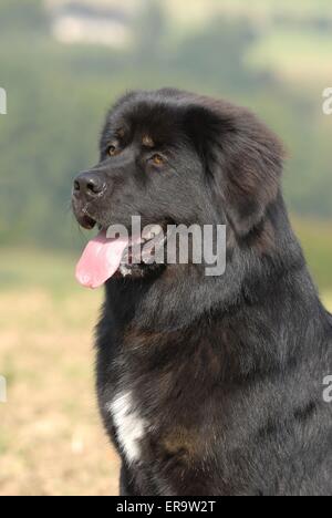 Do Khyi Portrait Stock Photo - Alamy