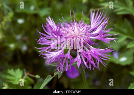 Centaurea dealbata, Persian Cornflower Stock Photo - Alamy