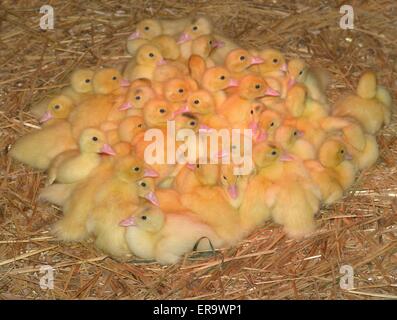 Chicken fledglings fledglings keeping of animals livestock breeding ...