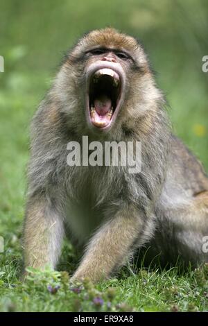 gaping barbary ape Stock Photo - Alamy
