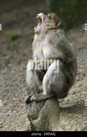 gaping barbary ape Stock Photo - Alamy