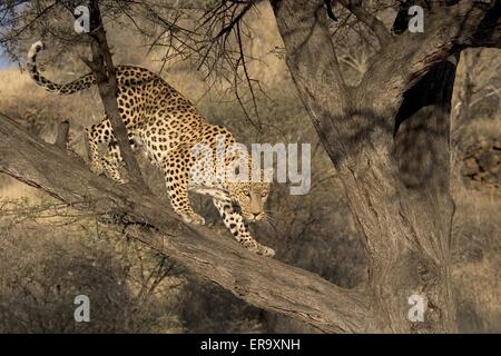 Leopard in a Tree Stock Photo - Alamy