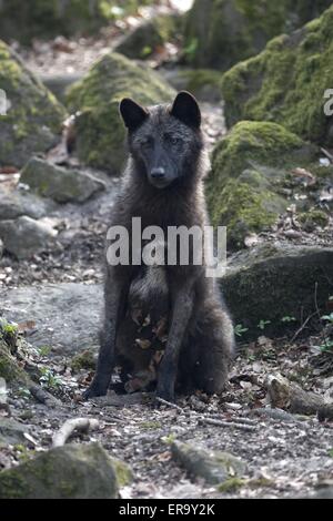Grey Wolf Sitting Stock Photo - Alamy