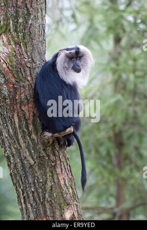 Lion tailed macaque back view standing in the jungle Stock Photo - Alamy