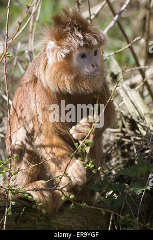 red Javan Langur Stock Photo - Alamy