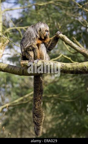 White-faced saki, pithecia pithecia. This is an adult male and is ...