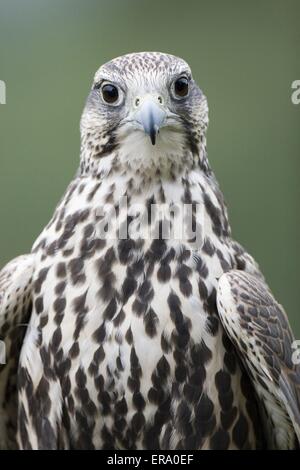 Head of Saker Falcon Stock Photo - Alamy