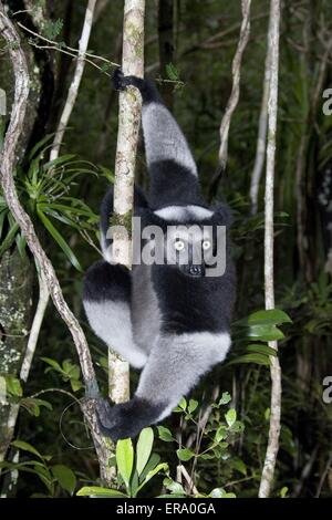Indri (Indri Indri) climbs the tree, Madagascar Stock Photo - Alamy