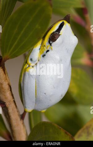Blue-back reed frog (Heterixalus madagascariensis) from Palerium ...