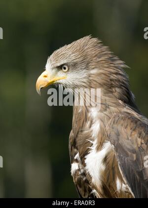 A side profile view of a red kite flying across photograph from the ...
