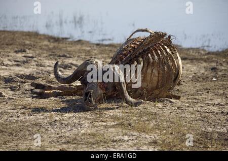 Skeleton of a dead Cape buffalo (Syncerus caffer) picked clean by ...