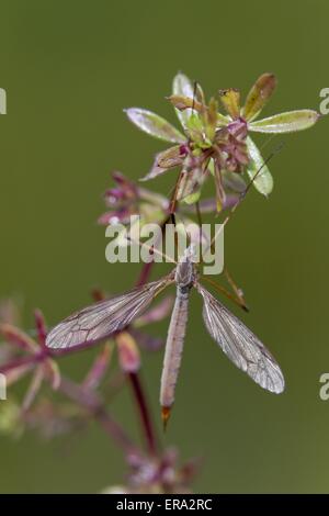 insects, midges, cranefly, gnats, insect, insects, midges, cranefly ...