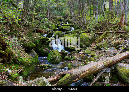 Secluded area of dense forest and a stream in the mountains Stock Photo ...