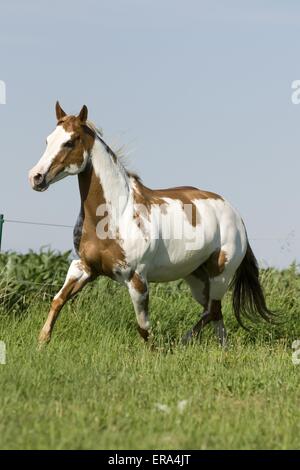 trotting Paint Horse Stock Photo - Alamy