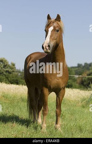 Welsh Pony. Chestnut adult with blaze bucking on a pasture. Germany ...
