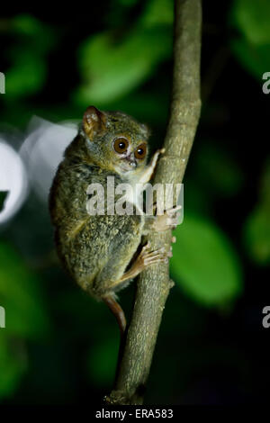 Bitung, Indonesia. 26th May, 2015. A tarsier (Tarsius tarsier ...