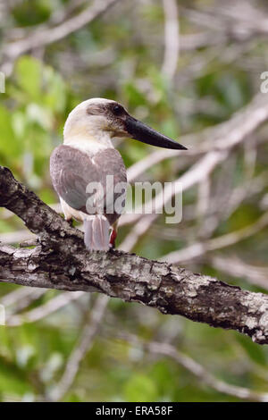 Bitung, Indonesia. 27th May, 2015. A flock of black monkey Sulawesi ...