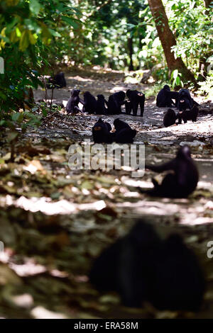 Bitung, Indonesia. 27th May, 2015. The Sulawesi black monkey (Macaca ...