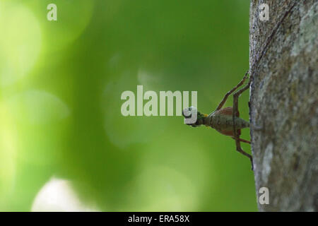 Bitung, Indonesia. 27th May, 2015. A flying draco lizard is on the ...