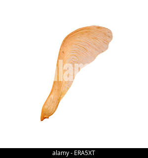SILVER MAPLE SEED (ACER SACCHARINUM) / STUDIO Stock Photo - Alamy