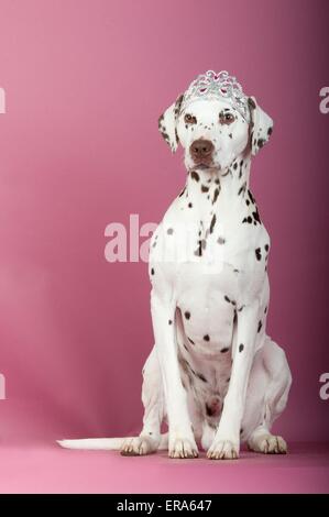 Dalmatian. Adult dog sitting. Studio picture against a white background ...