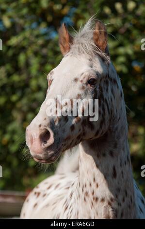 german riding pony - portrait Stock Photo - Alamy