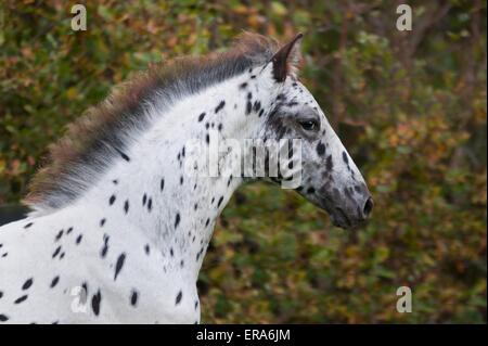 Knabstrupper horse spotted Stock Photo - Alamy
