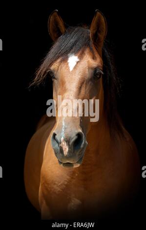 Portrait of brown horse, Lusitano breed, on black background, Azores ...