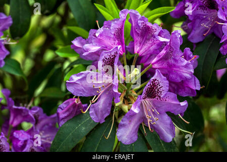 Blue Rhododendron 'Blutopia', flowering shrub in garden Stock Photo - Alamy