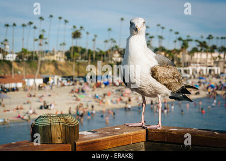 Seagull on the pier in Oceanside, California Stock Photo - Alamy