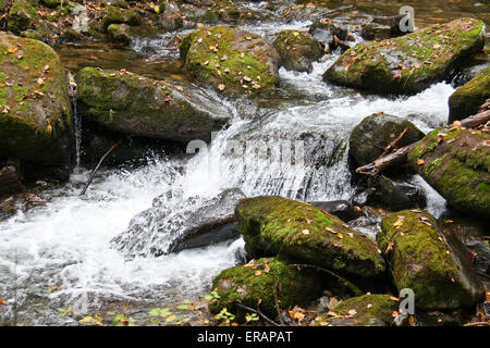Secluded area of dense forest and a stream in the mountains Stock Photo ...