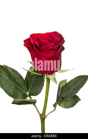 A single bright red rose isolated on white Stock Photo - Alamy