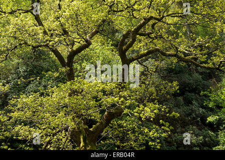 Mature Oak tree on the New Forest heathland, Hampshire, England. Spring ...