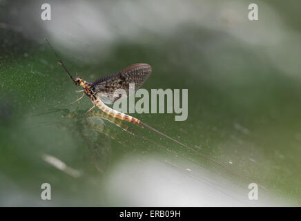 Ephemera danica mayfly sub-imago perched on oak leaf. Tipperary ...