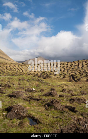 Tree Mounding in the Scottish Highlands - mounds of earth dug in ...