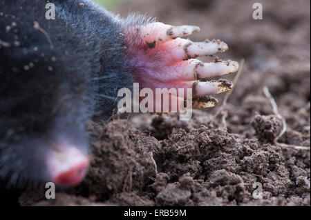 Common mole above ground, showing strong front feet used for digging ...