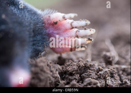 Common mole above ground, showing strong front feet used for digging ...