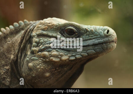 blue iguana (Cyclura lewisi), also known as the Grand Cayman ground ...