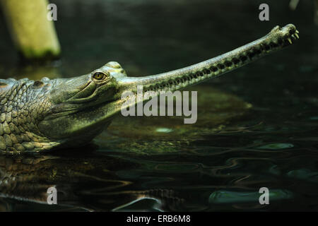 gavial Ganges Gavial Indian Gharial Gavial Gavialis gangeticus animals ...