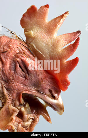 Chickens Head and Cockscomb - Close Up Stock Photo - Alamy