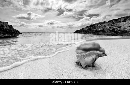 Queen conch shell on beach Stock Photo - Alamy