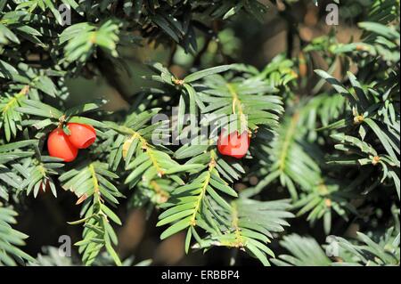 common yew (Taxus baccata), seeds with seed coat, Germany Stock Photo ...