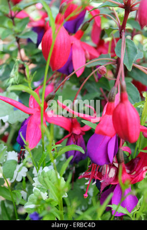Trailing Fuchsia 'Dark Eyes' Stock Photo - Alamy
