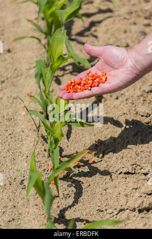 The hand full of small corn seeds Stock Photo - Alamy