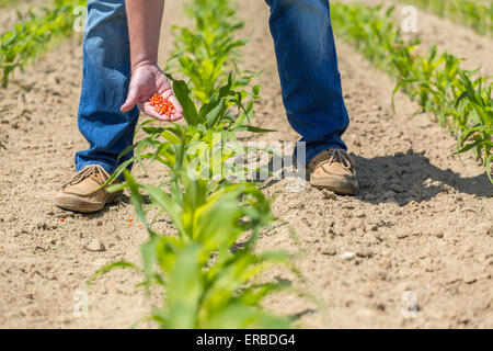 The hand full of small corn seeds Stock Photo - Alamy