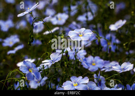 Wild Blue Flax, Prairie Flax Linum lewisii closeup flower Stock Photo ...