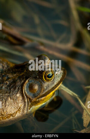 Bullfrog floating in the pond with head above water and copy space for ...
