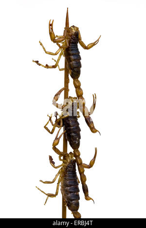 Cooked Yellow Scorpion Kebabs on a stick on sale at Donghuamen night ...