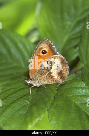 Gatekeeper - Pyronia tithonus Stock Photo - Alamy